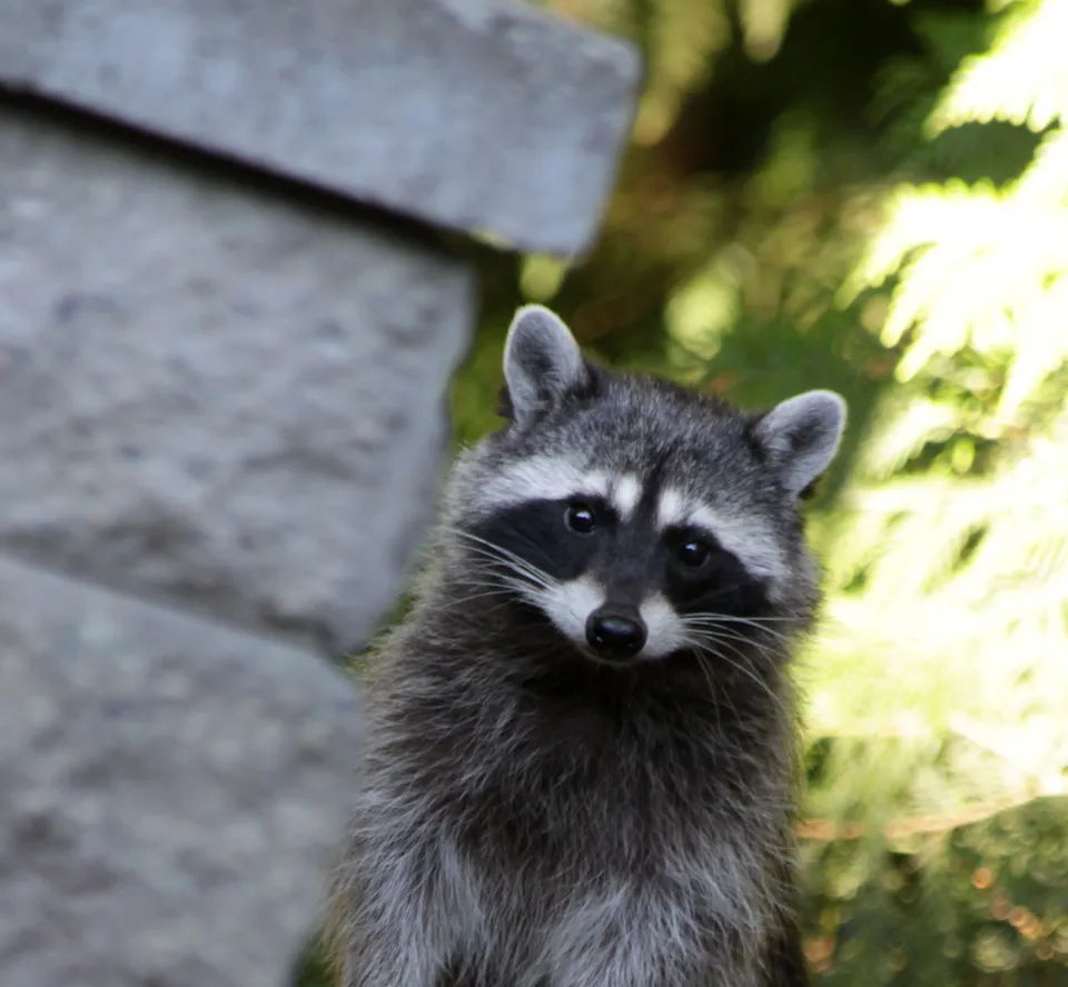 Chimney Sweeping - Madison WI - Hansen & Sons Chimney & Fireplace